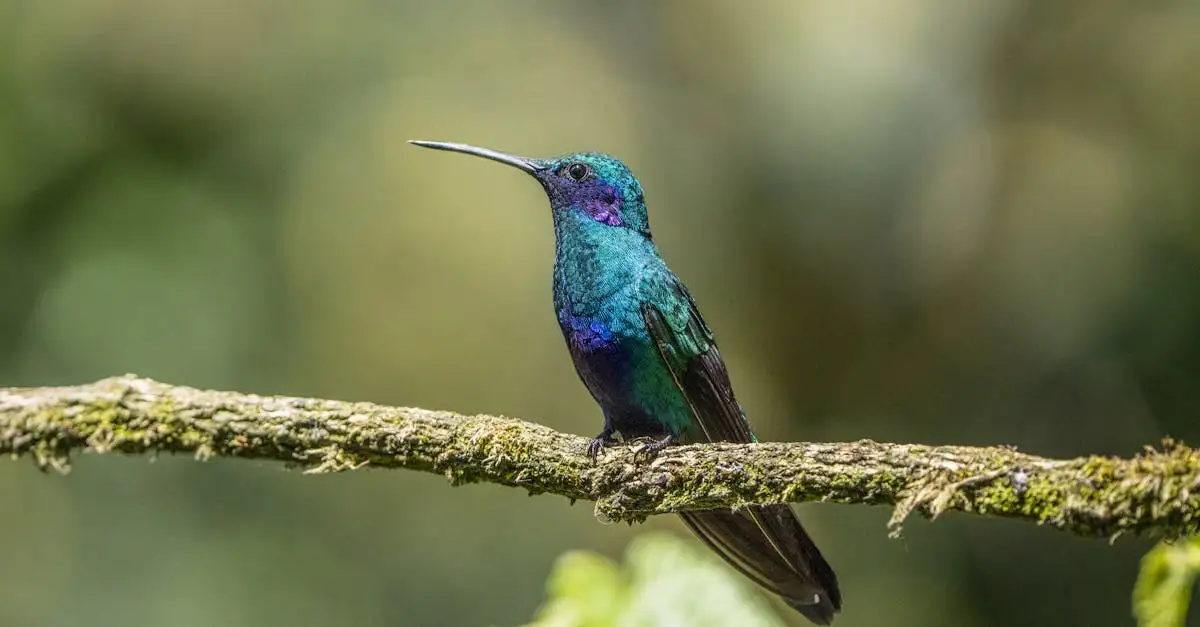 ¿Qué hace único el vuelo del colibrí? Descúbrelo aquí.